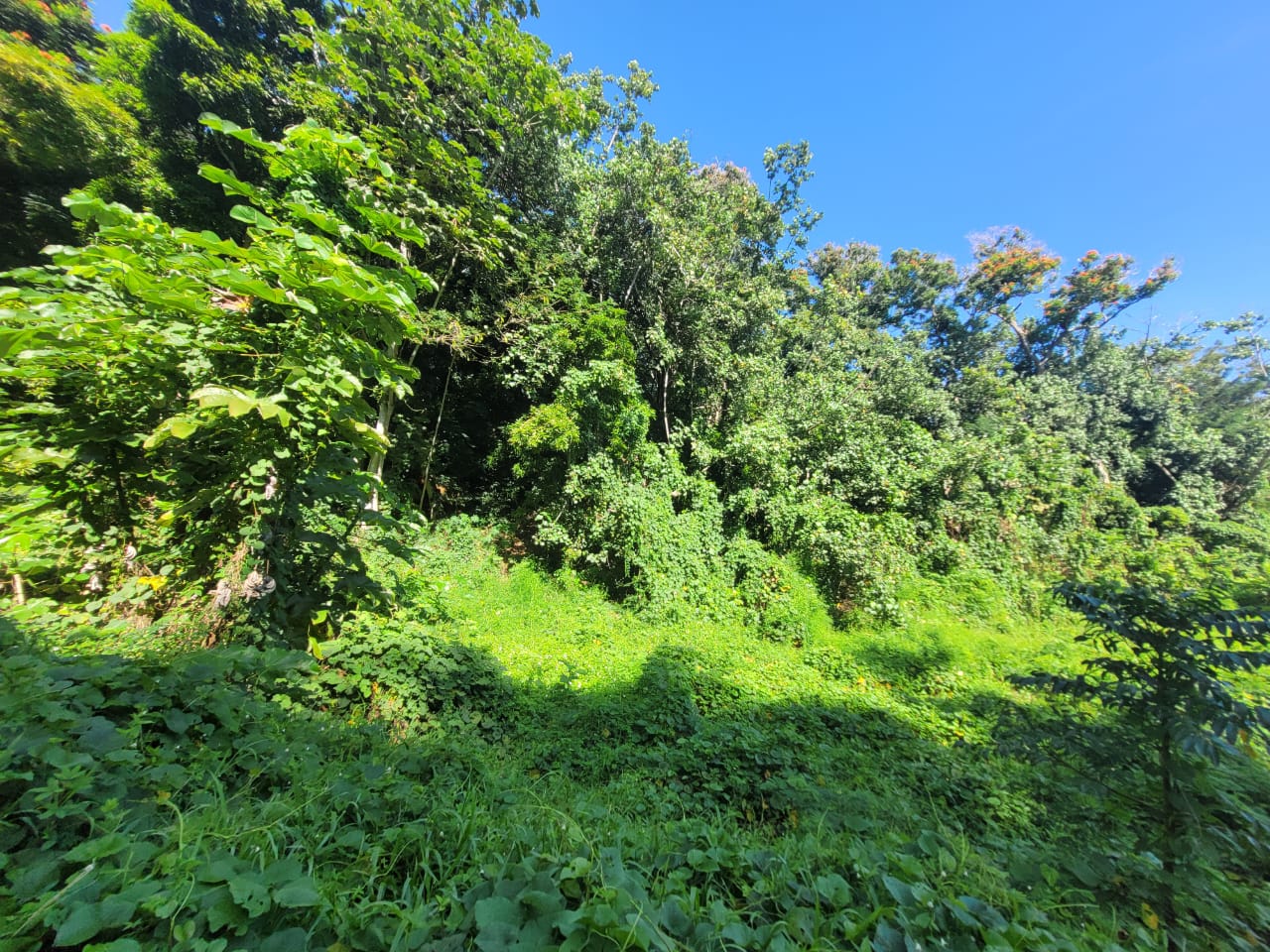 Déboiser St Amélie | Demande de Devis en ligne